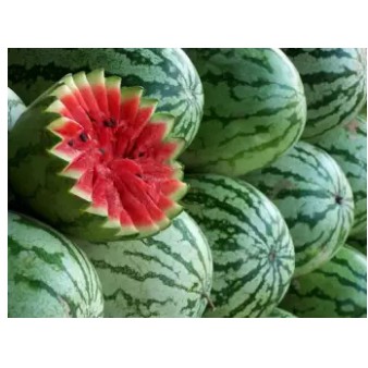 seeds Biji Benih Tembikai Merah | Shopee Malaysia