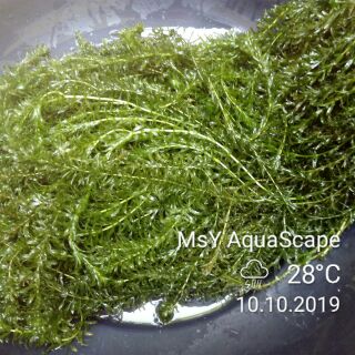 Hydrilla / Elodia Rumpai Air / plant MsY | Shopee Malaysia