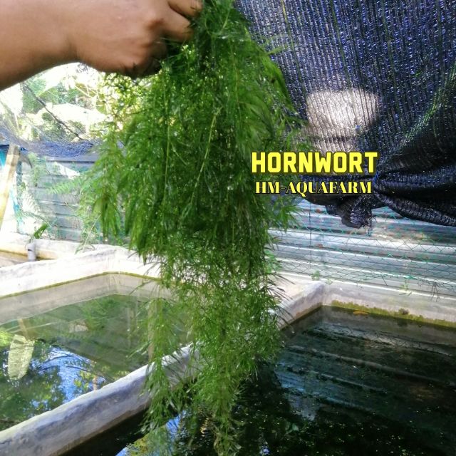 🔥 READY STOCK 🔥/Aquarium Live Plants -Hornwort/Rumpai Air Ekor tupai ...