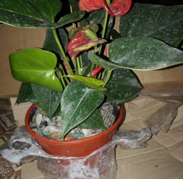 Anak Pokok Bunga Anthurium Merah Dah Berbunga Red Anthurium Live Pot ...