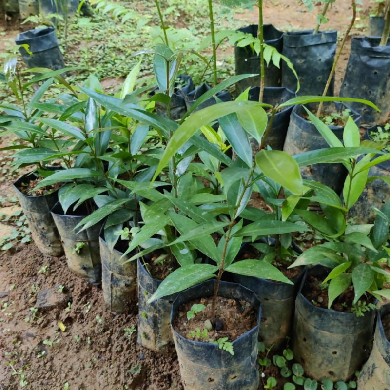 ANAK POKOK JAMBU MAWAR(SYZYGIUM JAMBOS) | Shopee Malaysia