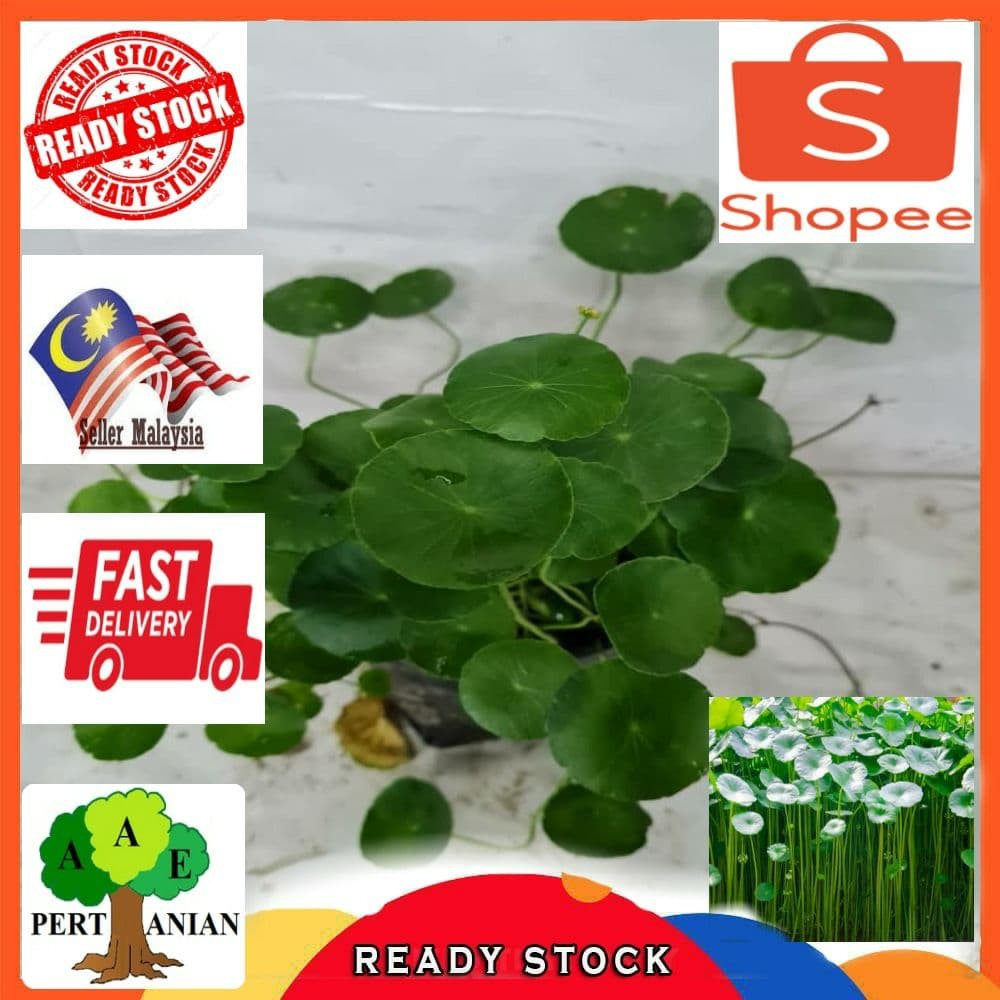 Pokok Pegaga Air / Coin Grass Plant | Shopee Malaysia