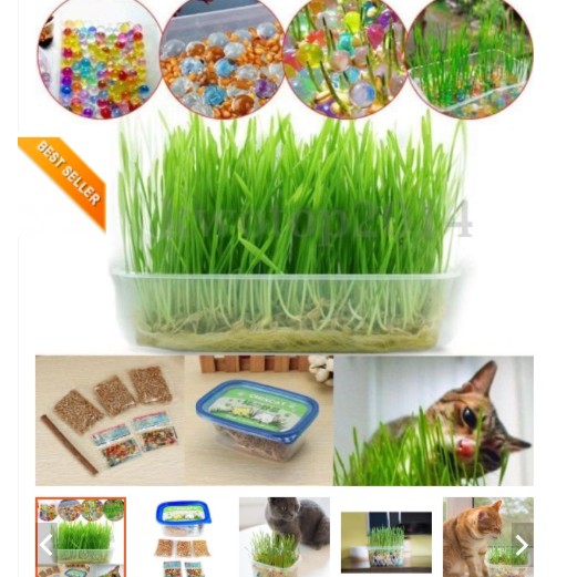 Rumput Kucing Self Grow Grass Catnip Hairball Natural Pure Mud Pet Food ...