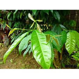POKOK SERAI KAYU (ULAM) | Shopee Malaysia