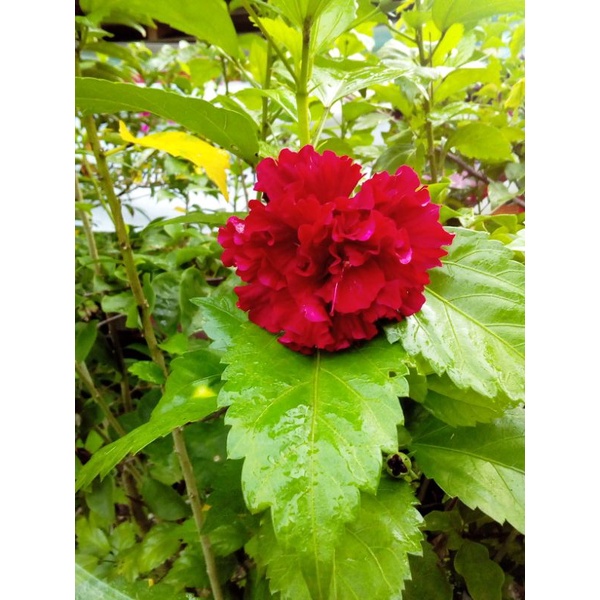 keratan bunga Raya merah double layer (fresh cutting red hibiscus ...