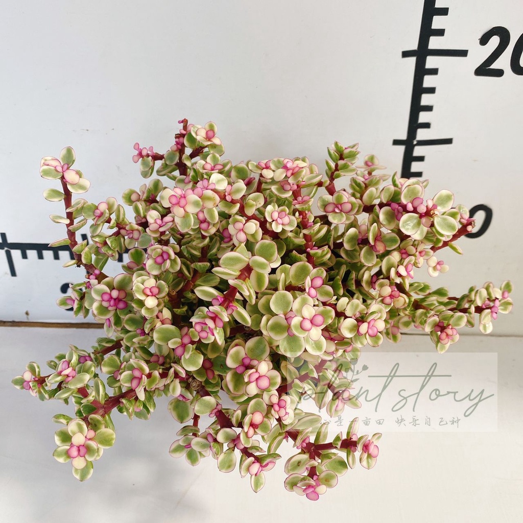 Portulacaria Afra Variegata