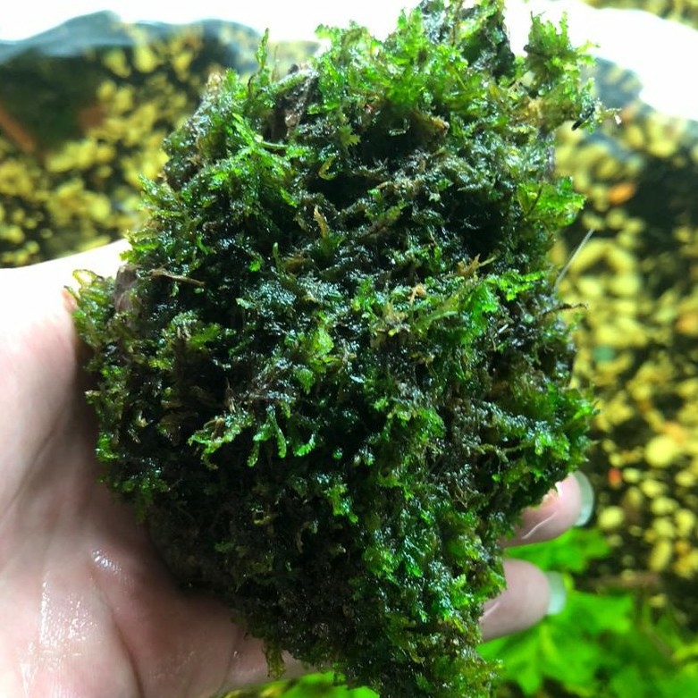 Java Moss / Vesicularia dubyana on Wood(Aquatic Moss / Bonsai) | Shopee ...