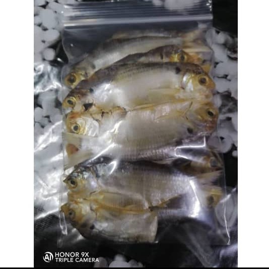 IKAN SELANGAT KERING (100G) | Shopee Malaysia