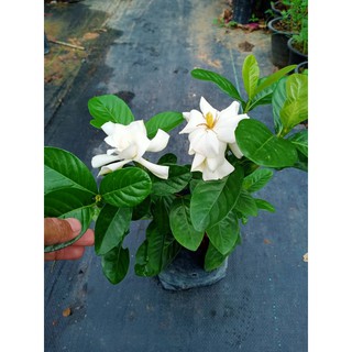 Anak Pokok Bunga Cina Gardenia | Shopee Malaysia