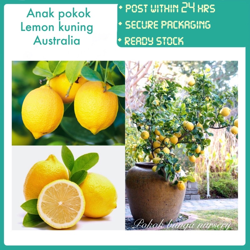 PBN - anak pokok lemon kuning Australia - pokok bunga nursery citrus ...