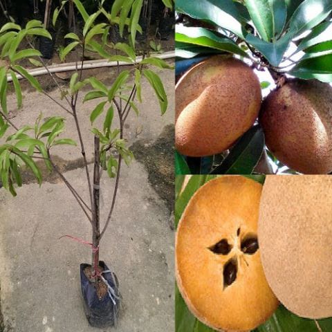 Pokok Ciku Mega Hybrid | Shopee Malaysia