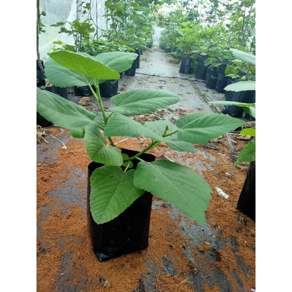 pokok tin iraqi stabil bermata ketam | Shopee Malaysia
