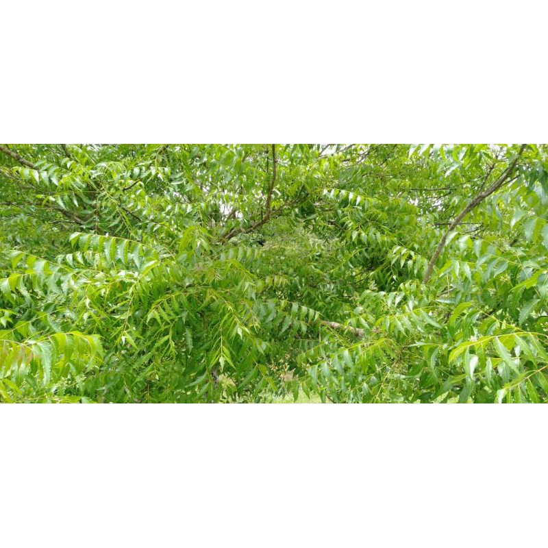 DAUN SEMAMBU FRESH DARI POKOK | Shopee Malaysia