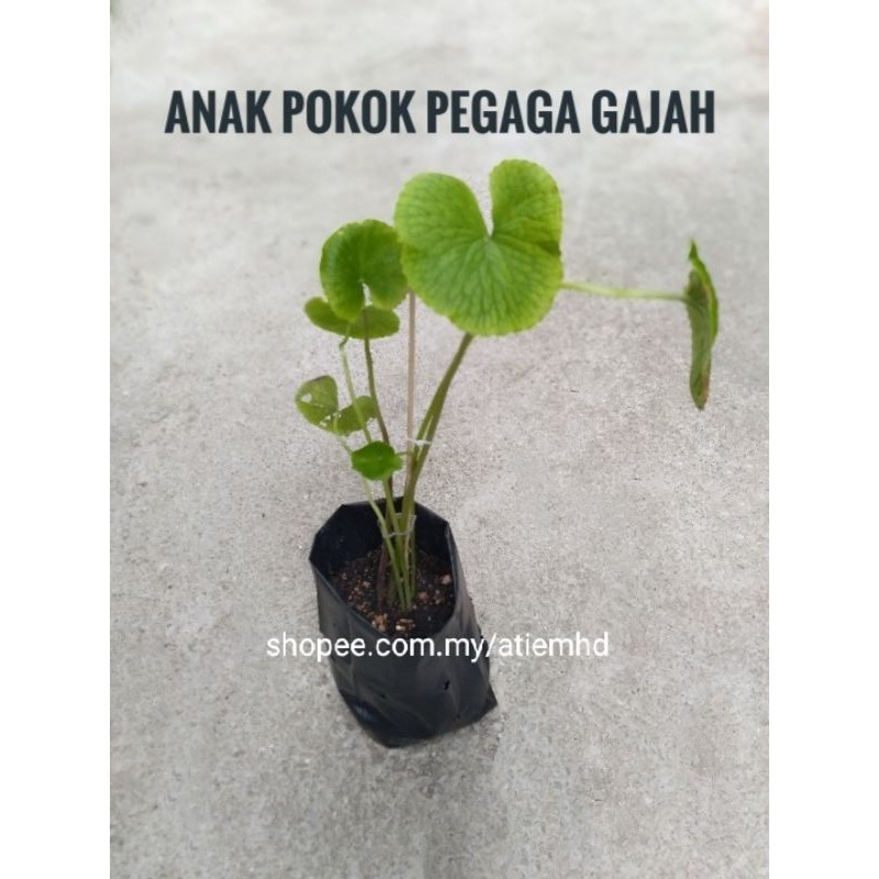 Pokok Pegaga Gajah /Pegaga Kampung Jenis Daun Besar**anak pokok dalam ...