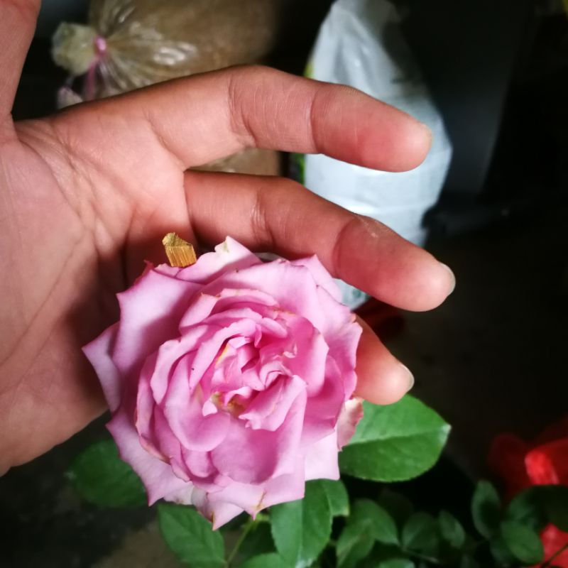 Pokok ros Thai/kampung tahan panas | Shopee Malaysia