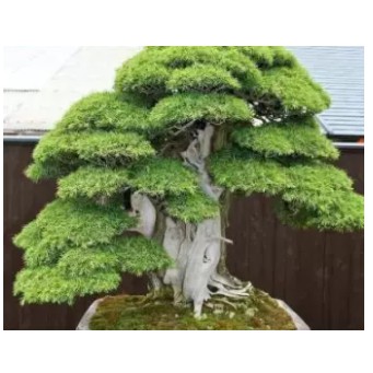 Sugi tree bonsai Japanese cedar seed-rare- Cupressaceae | Shopee Malaysia