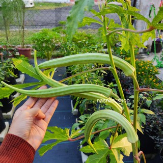 Biji Benih Bendi Panjang 10pcs Long Okra Seeds Vegetable Seed Vege ...