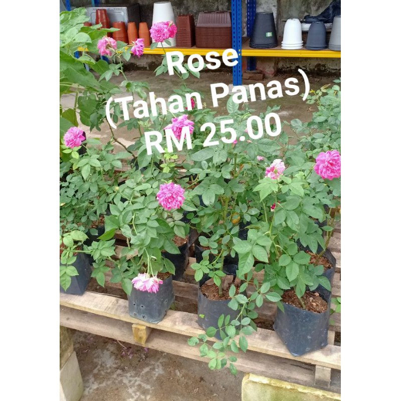 Pokok Rose Local (Wangi) | Shopee Malaysia