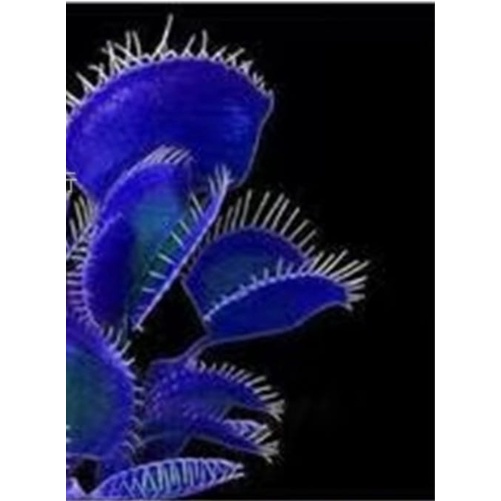 Venus Flytrap Blue蓝色捕蝇草种子 Biji Benih Daun Warna Warni 苍蝇Seed Grass ...