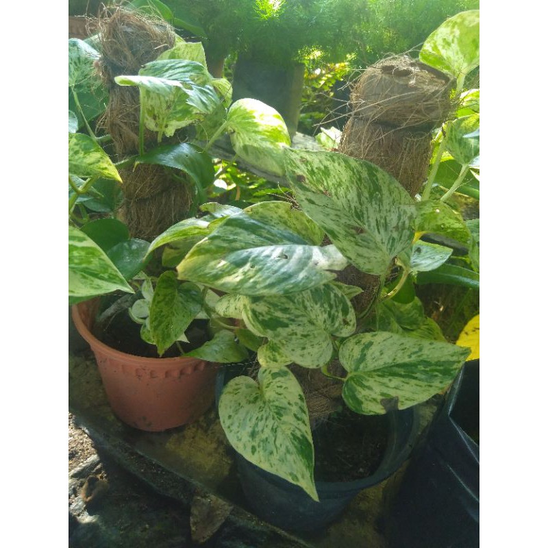 POKOK SIREH EMAS LAWA | Shopee Malaysia