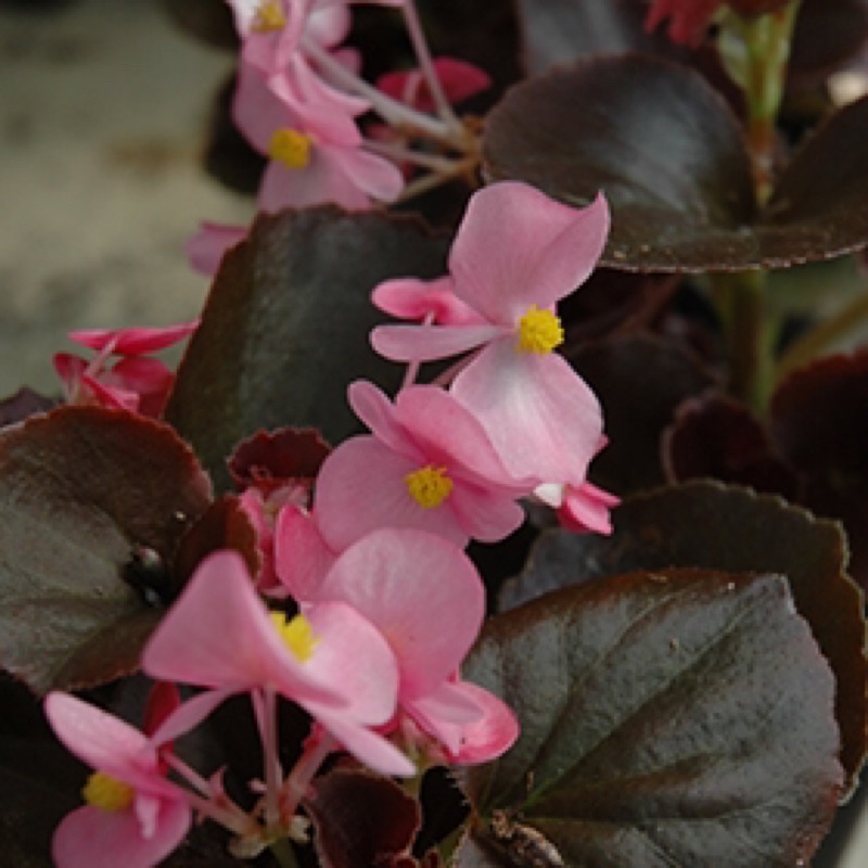 Anak Pokok Bunga Begonia / Pokok Bunga Asam Batu. | Shopee Malaysia