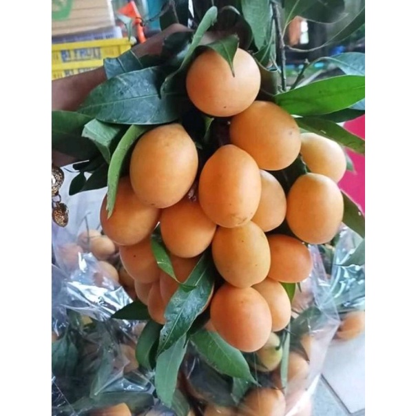1KG BUAH KUNDANG/STAR/KEMIA READY | Shopee Malaysia