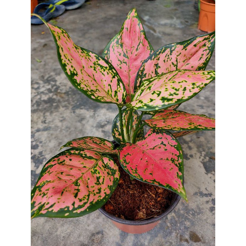 Pokok keladi hiasan (pokok hidup). Aglaonema red | Shopee Malaysia