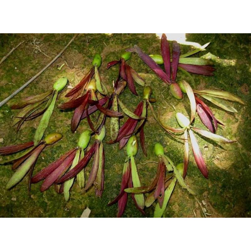 Pokok Merpauh / Swintonia spp | Shopee Malaysia