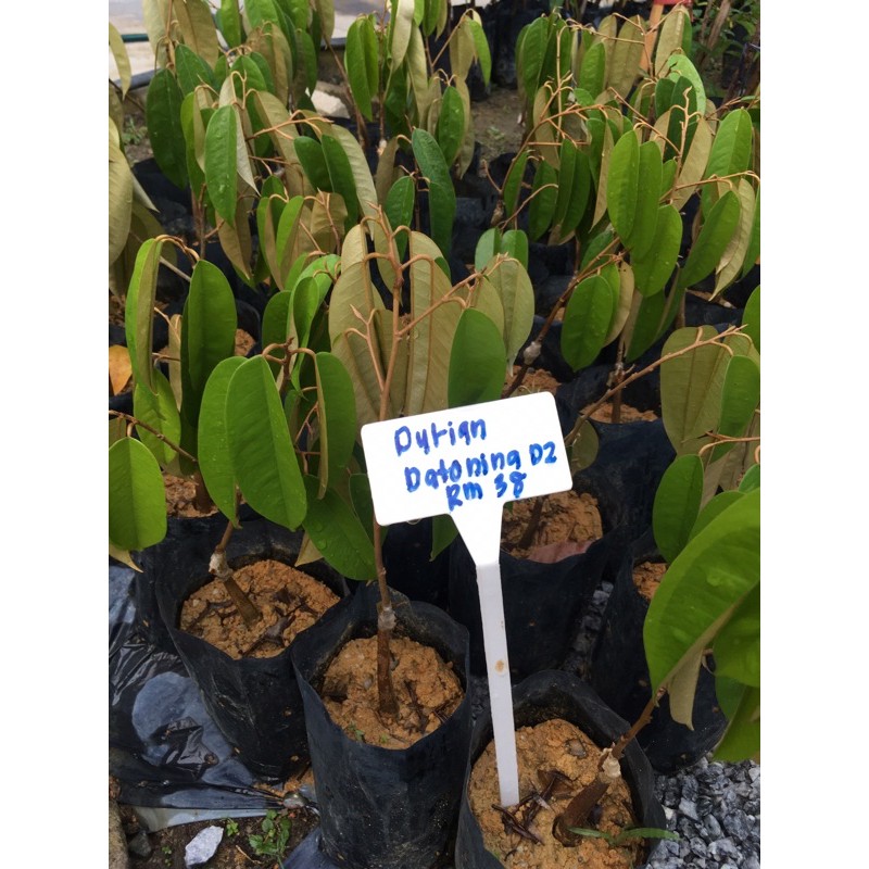 Anak Pokok Durian D2 (Dato Nina) | Shopee Malaysia