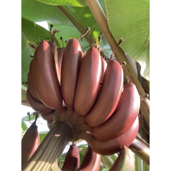 Anak Pokok Pisang Raja Udang | Shopee Malaysia