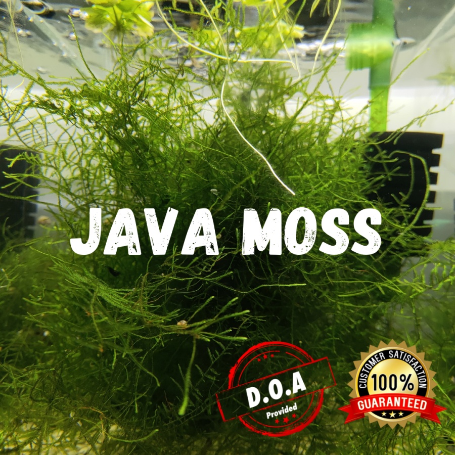 [LOCAL SELLER] JAVA MOSS Fully Submerged (Aquascape/Aquarium/Moss ...