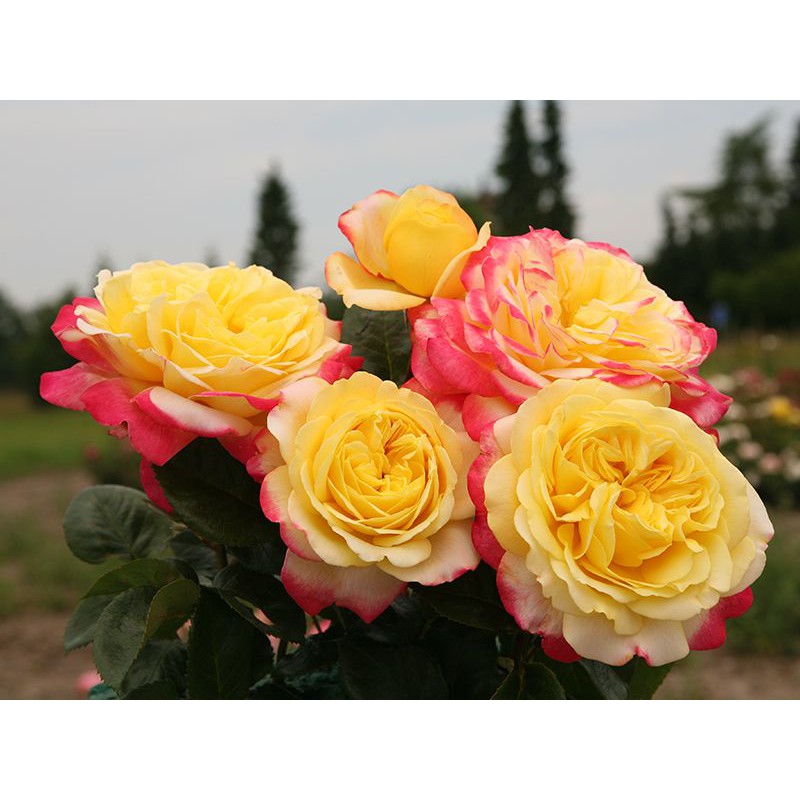 POKOK BUNGA ROSE ID KORDES JUBILEE -KERATAN DAH HABIS | Shopee Malaysia