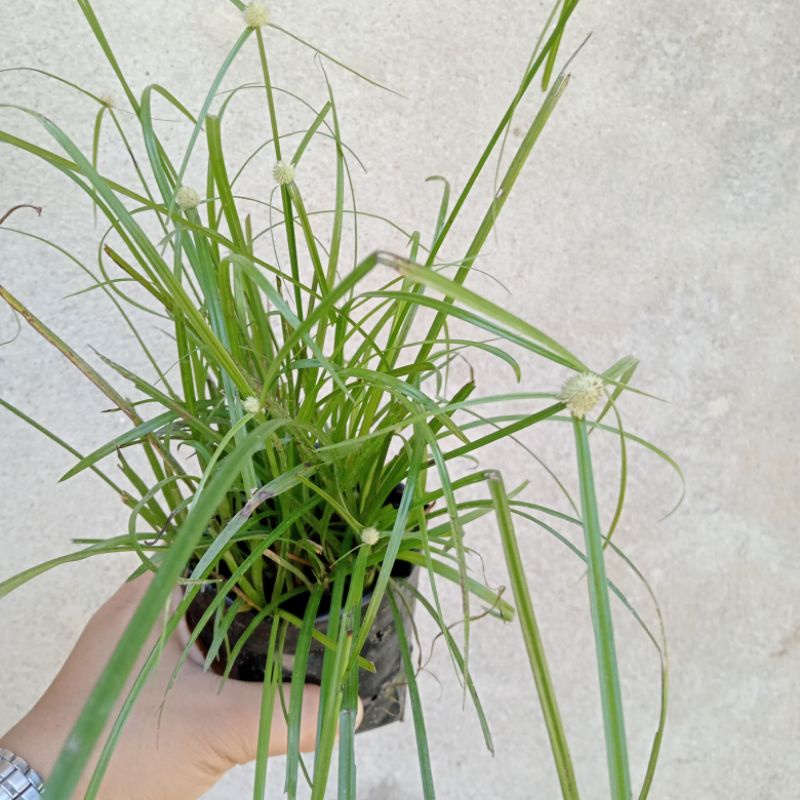 Rumput helikopter,rumput pendul,rumput mata lalat,rumput kucing(polibeg ...