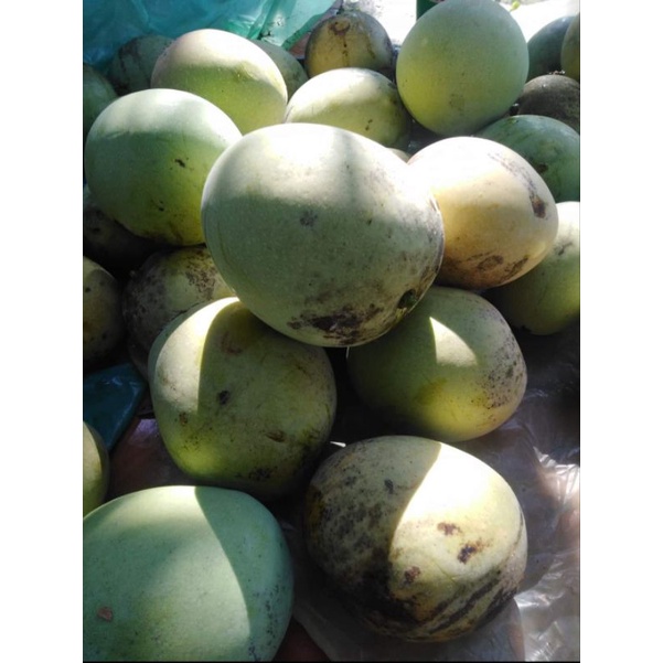 anak pokok mangga epal hybrid | Shopee Malaysia