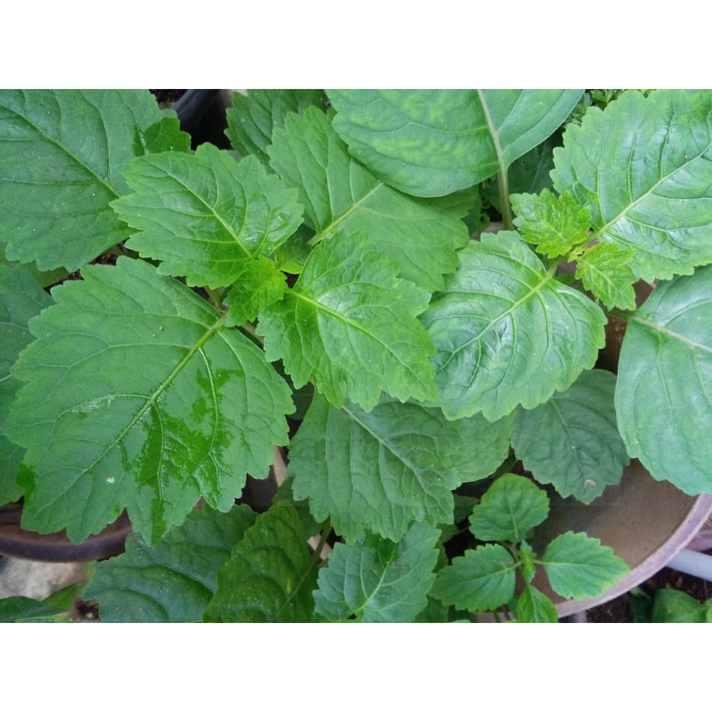 Pokok Nilam Acheh / Patchouli (Fragrant herb) | Shopee Malaysia