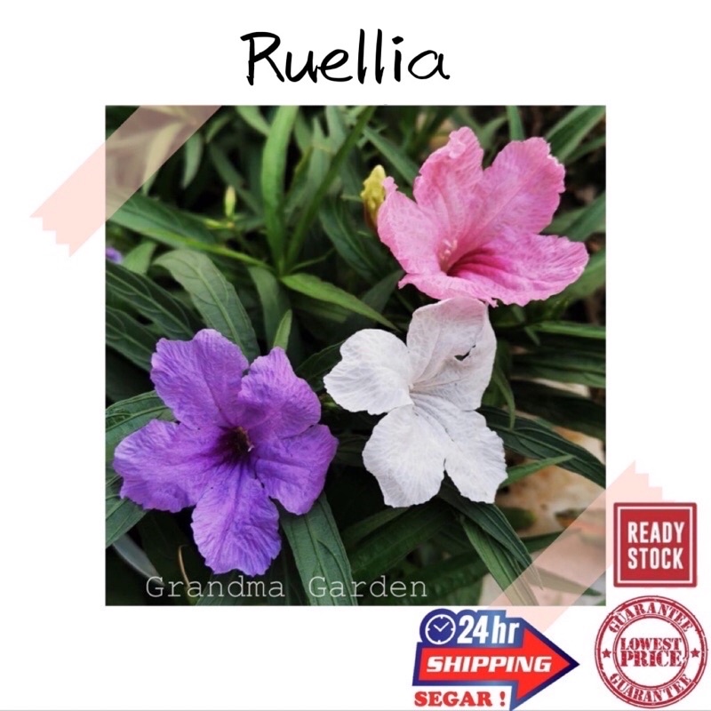 (GG real plant) ruellia ^ purple kencana ungu dwarf ruellia pokok bunga ...