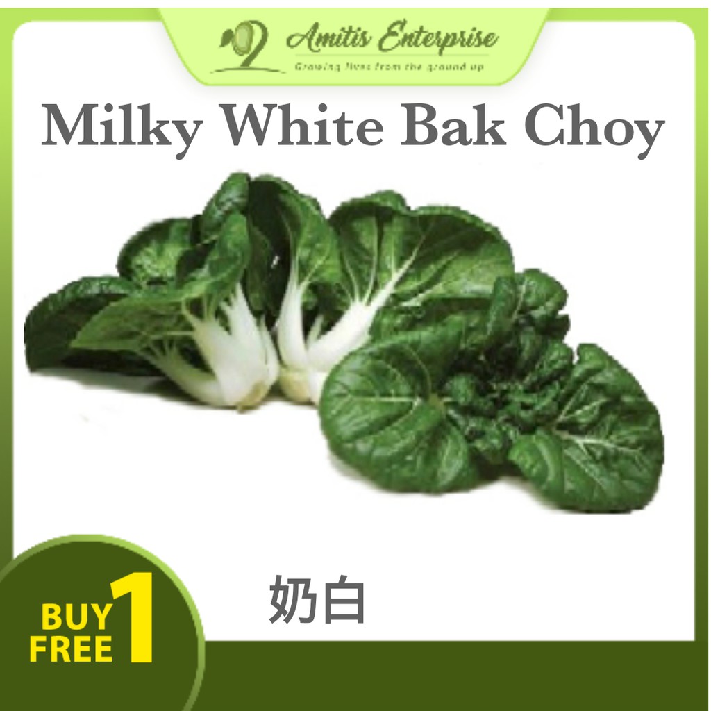 Buy 1 Free 1 150 seeds Nai Bak Milky White Bak Choy Dwarf Brassica Rapa ...
