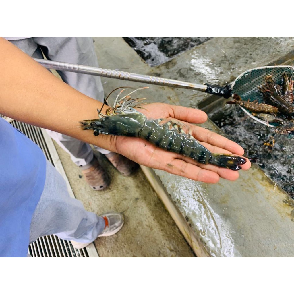 Udang Harimau Hitam / Fresh Black Tiger Prawn from farms in Batu Pahat ...