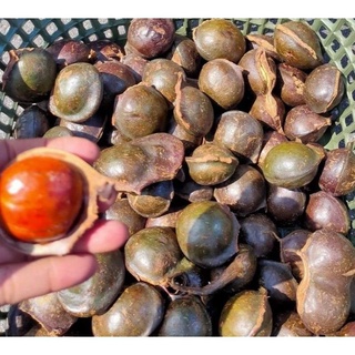 buah jering muda, buah jering tua, jengkol muda, jering ulam, makanan ...