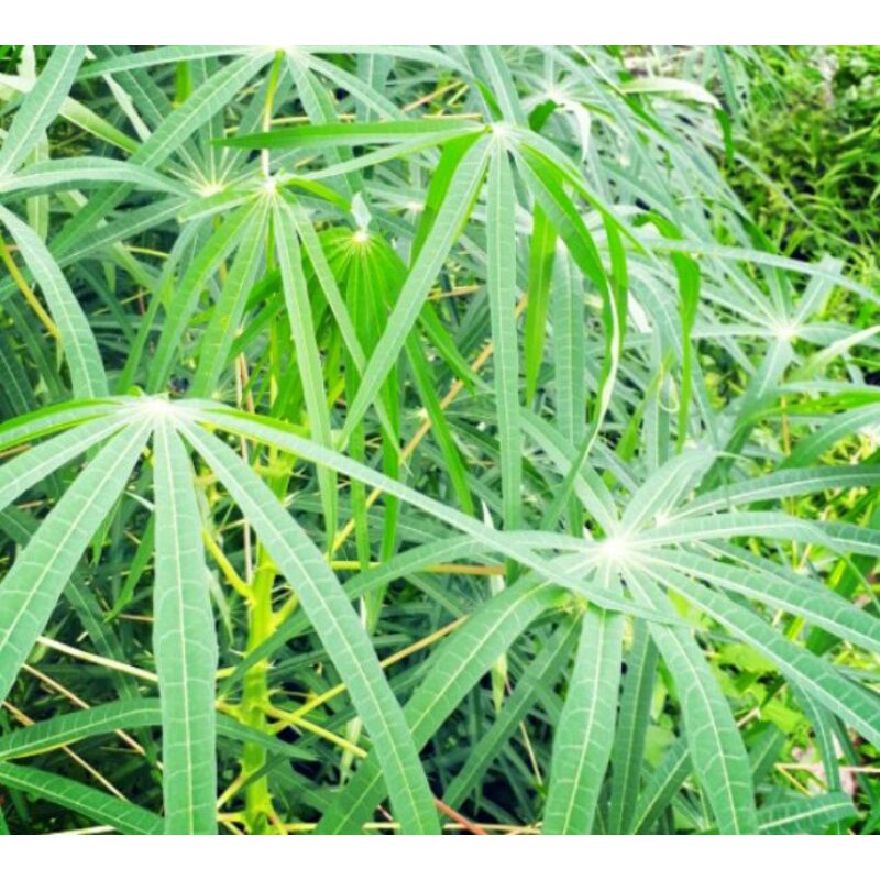 Benih pokok ubi kayu pulut(keratan batang) | Shopee Malaysia