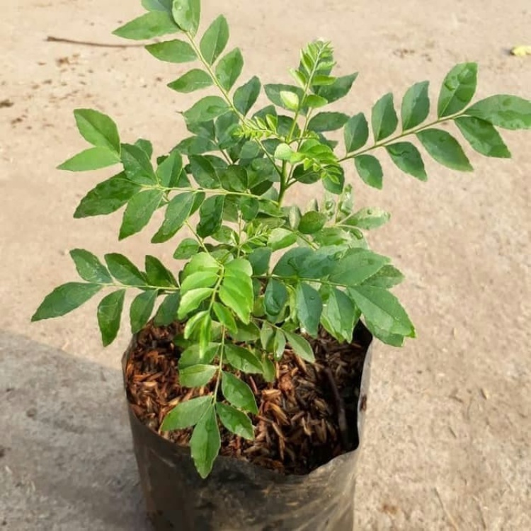 Pokok Kari / Curry Tree (Murraya koenigii) - Pokok Hidup / Live Plant ...