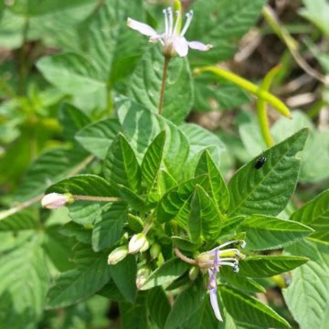 Maman Pasir - Pokok Berakar | Shopee Malaysia