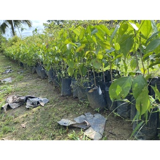 Pokok jenerih / pokok pucuk ulam jenerih / pokok ulam jenerih | Shopee ...