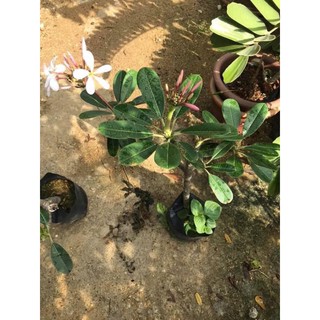 Pokok Bunga Kemboja Plumeria Dwarf pink singapore bunga wangi real ...