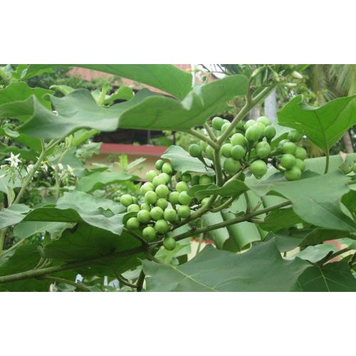 Pokok Terung Pipit /Turkey Berry/Sundakkai | Shopee Malaysia