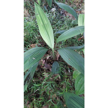 Pokok Lemba Liar dari ladang | Shopee Malaysia