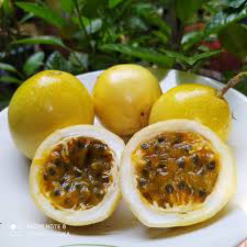 Anak pokok markisa panama gold/passion fruit/markisa kuning/markisa | Shopee Malaysia