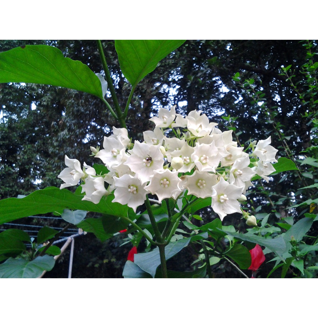 keratan pokok bunga kesidang/ Vallaris Glabra cuttings | Shopee Malaysia