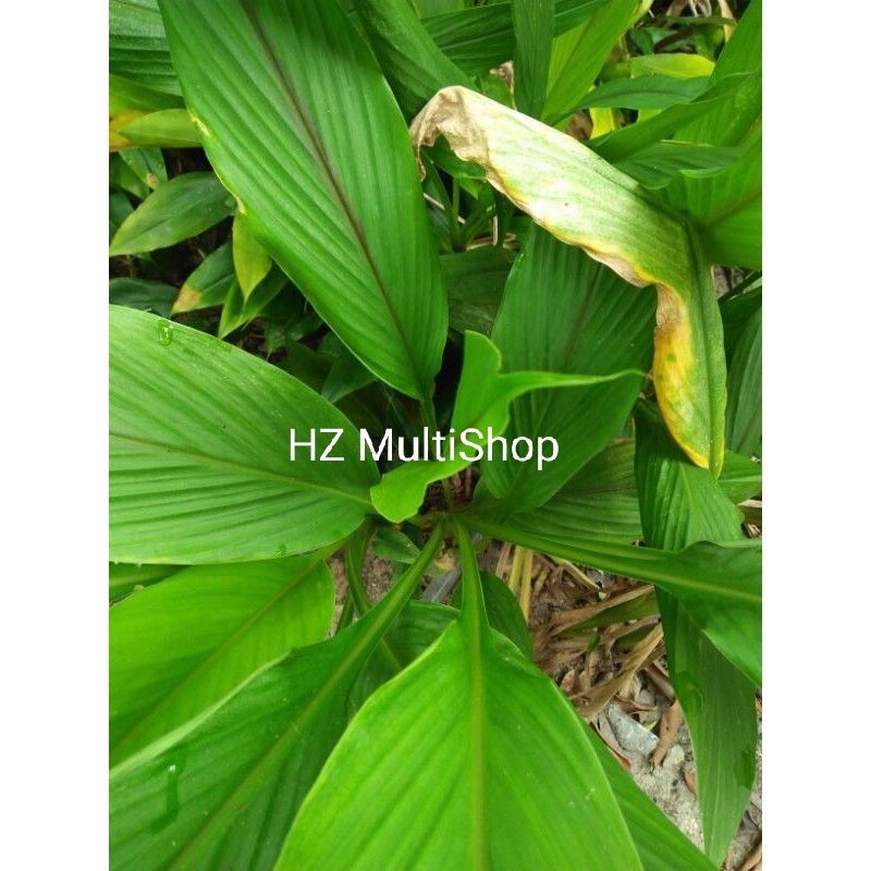 Rizom Pokok Temu Pauh Temu Mangga | Shopee Malaysia