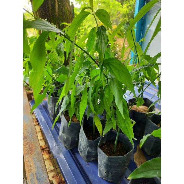 Anak Pokok Belalai Gajah (Pokok Hidup) | Shopee Malaysia